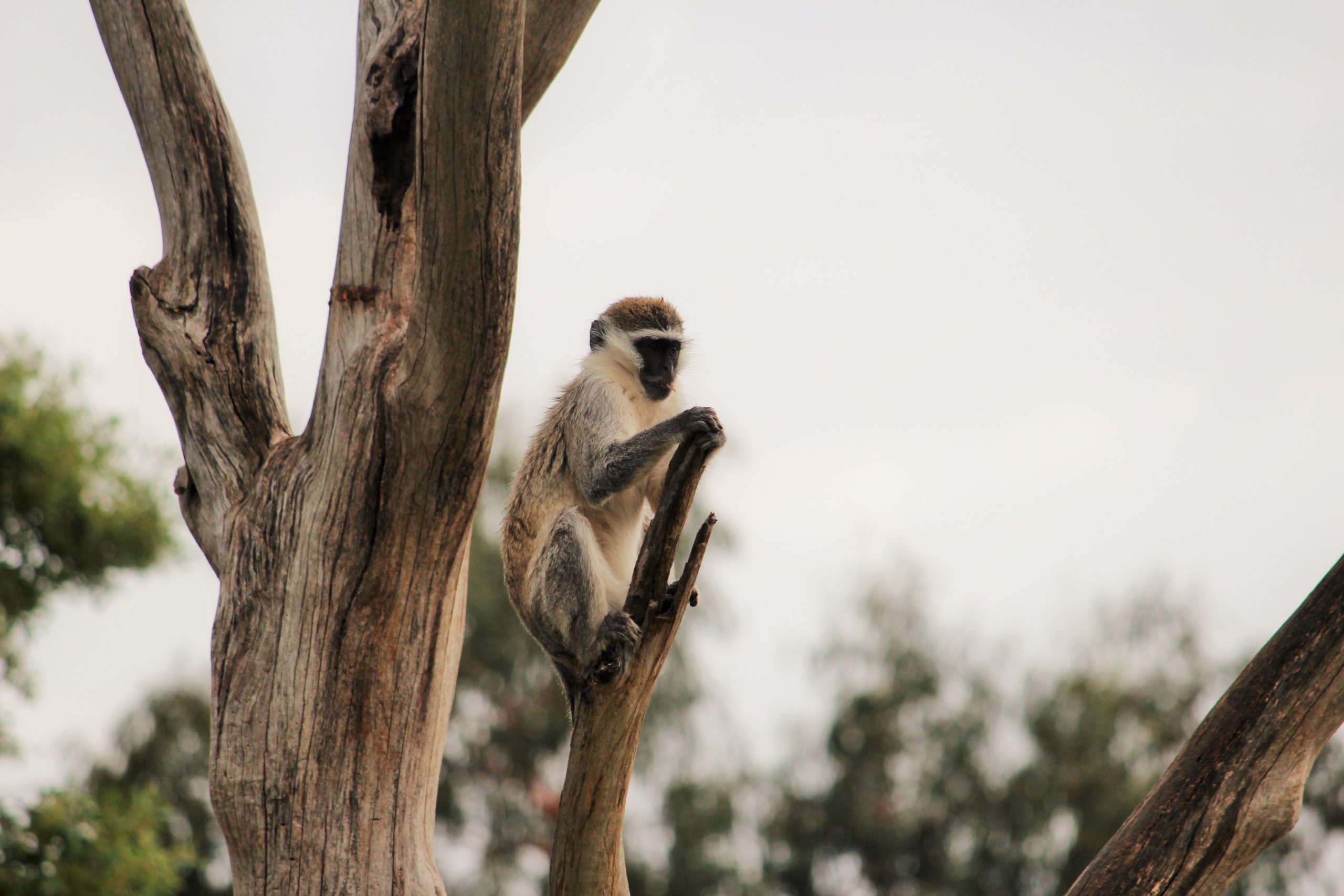 Getting to Know Silvan’s Vervet Monkeys