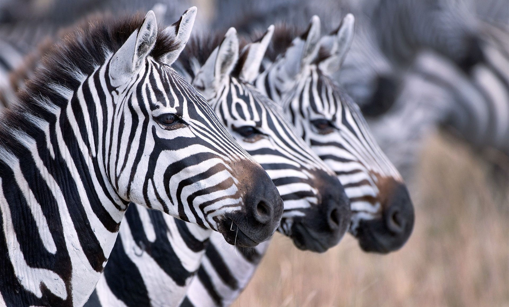 Zebra Stripe Theories and Truths