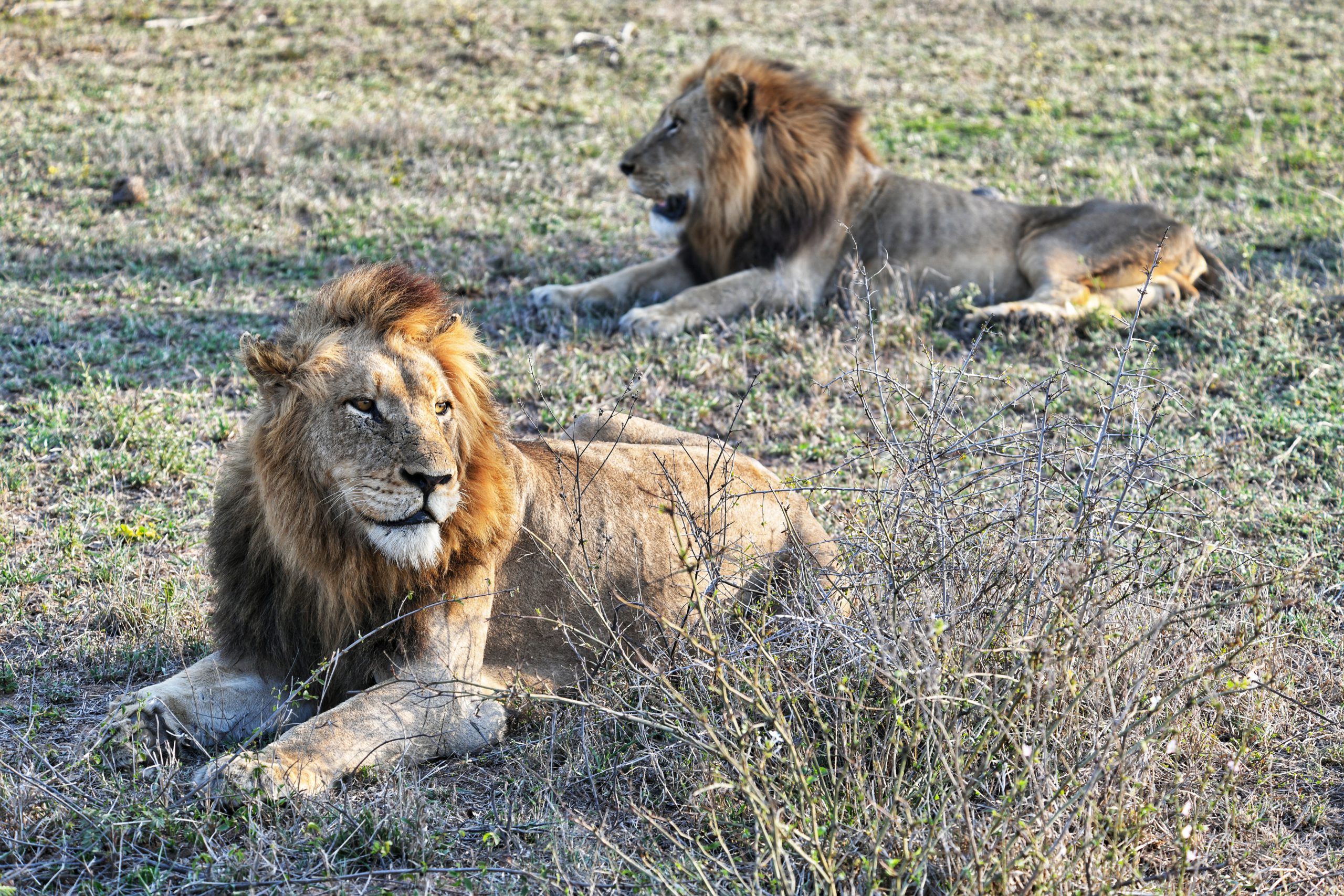 The Male Lions of Silvan Meet Their Match