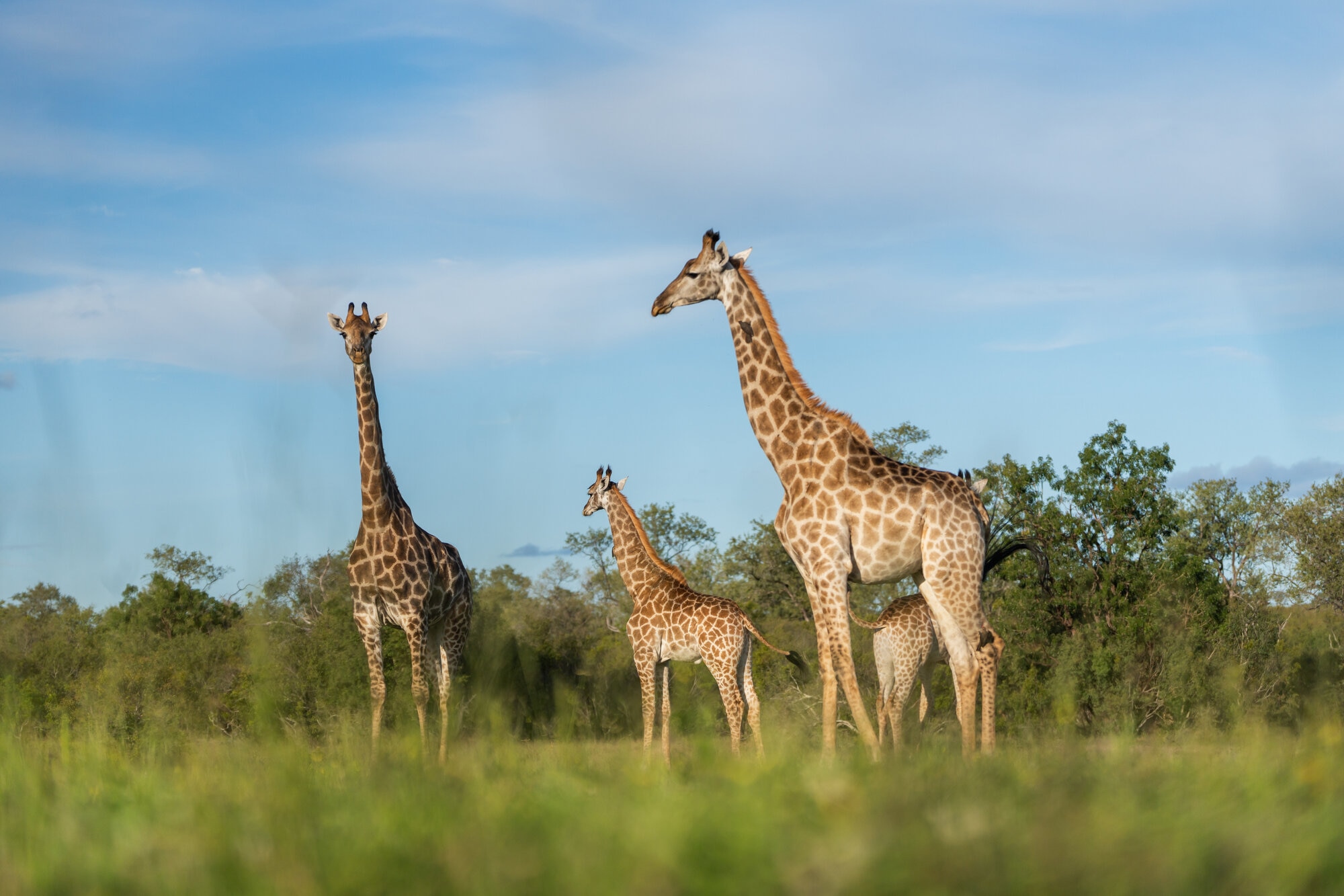 Meet the Giraffes of Silvan Safari