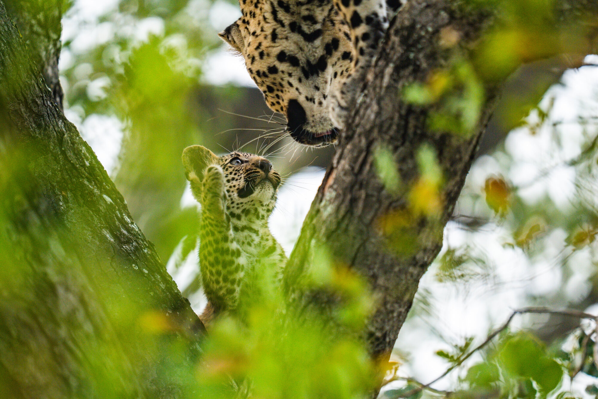 Why are Leopards in Abundance at Silvan Safari?